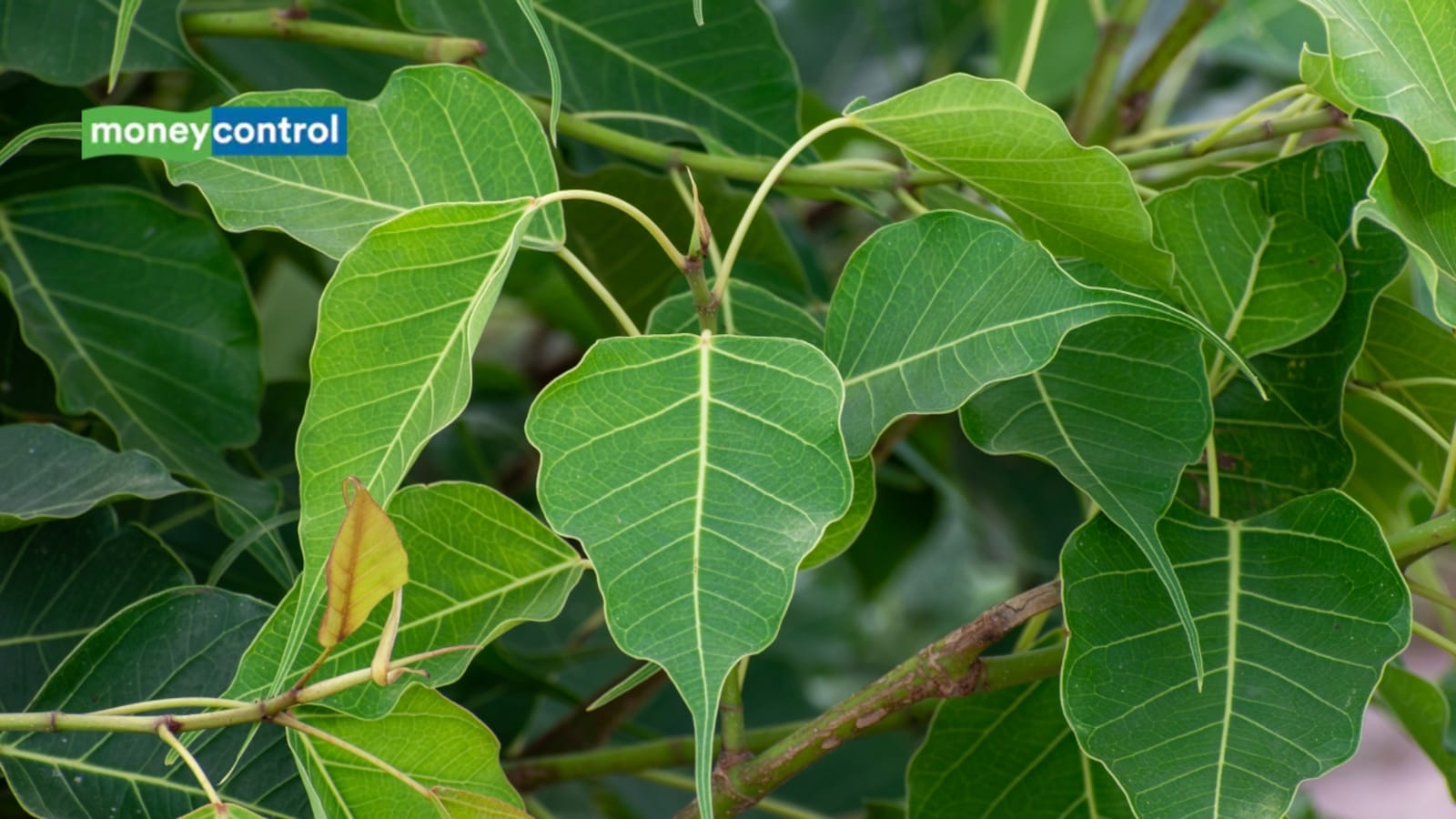 Peepal Tree Quotes