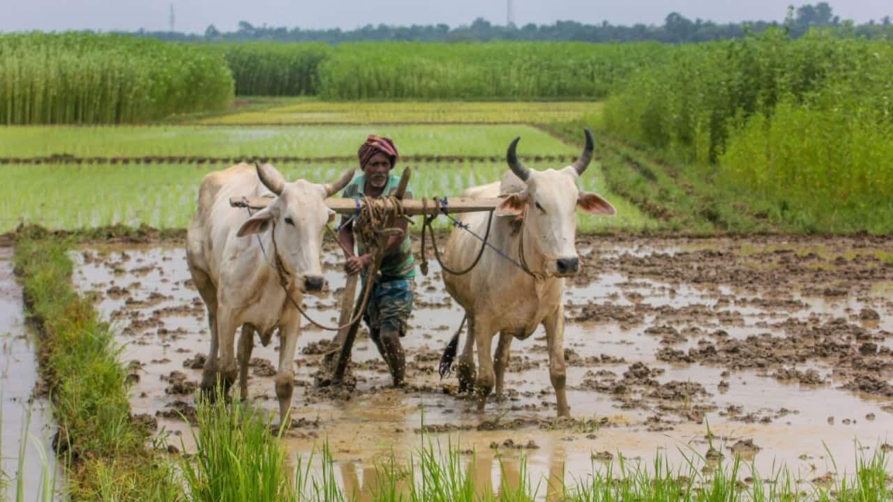 Kisan Pehchan Patra: All about Centre’s farmer ID initiative that aims ...