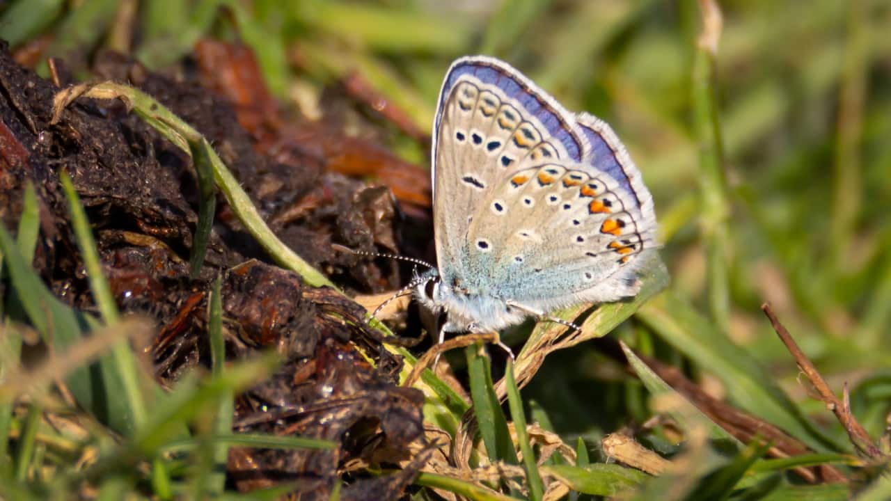 Siang Butterfly Watching 2024 concludes with 96 stunning butterfly ...