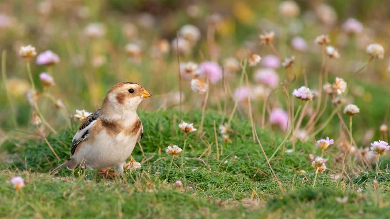 'Unexpected visitor': Rare little bunting bird spotted for the first ...