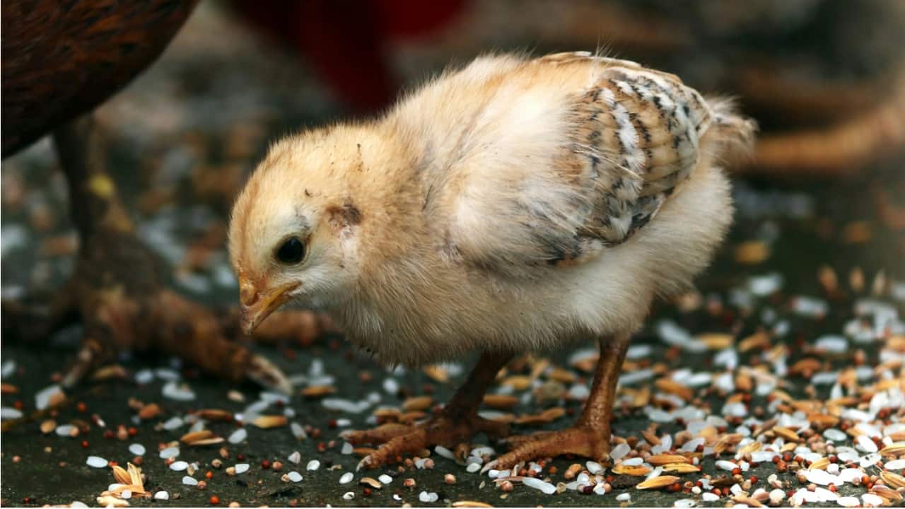 Chhattisgarh man swallows live chick as part of tantric ritual, chokes ...