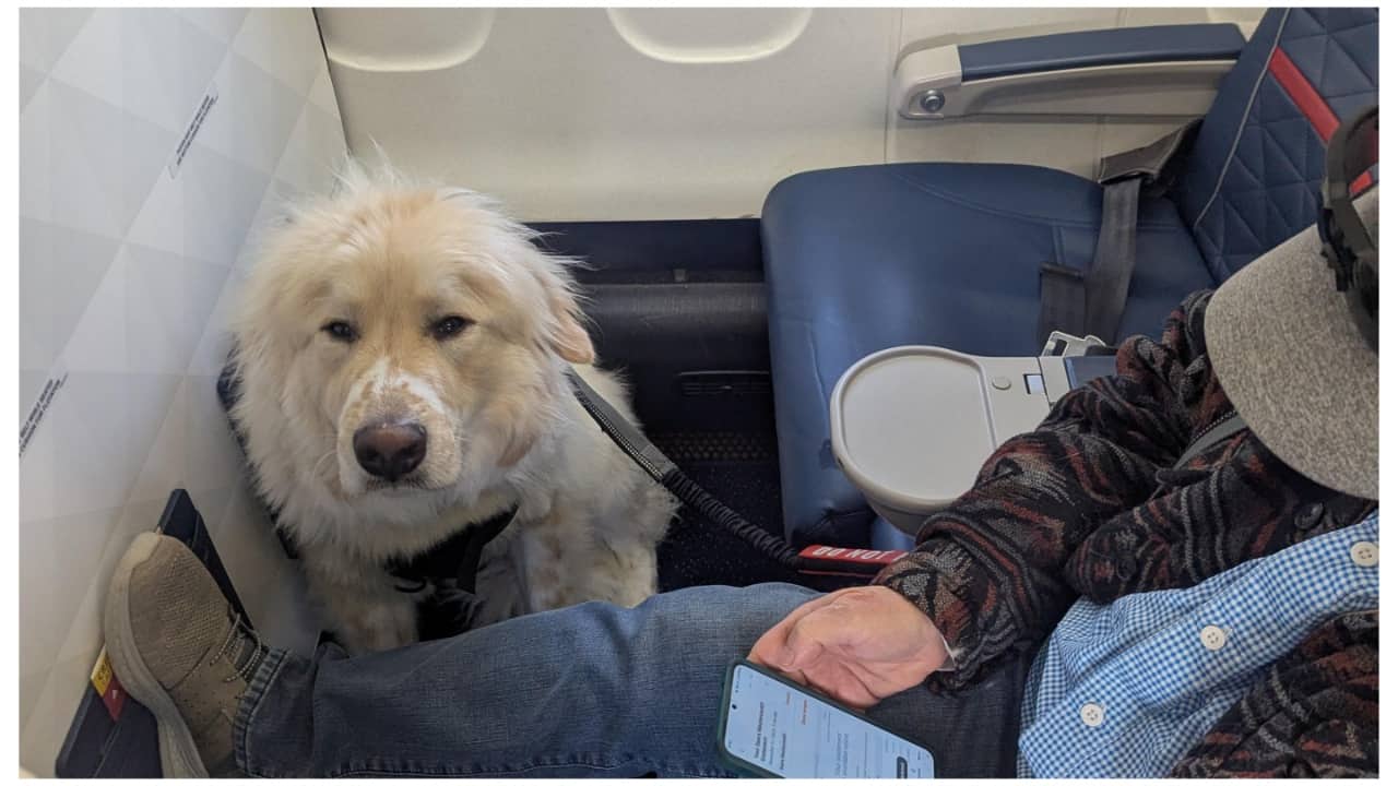 Passenger downgraded from First Class to accommodate service dog on ...