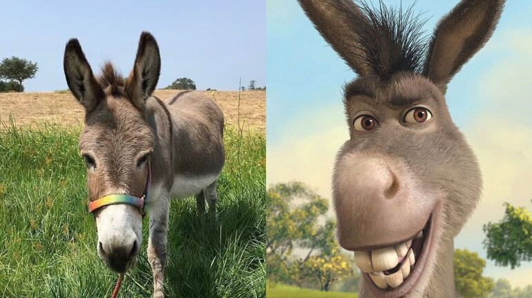 Perry, the real-life inspiration behind Shrek's beloved donkey, passes ...