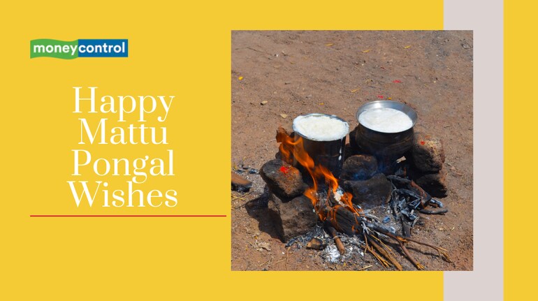 Happy Mattu Pongal 2025: 50+ Wishes and Greetings Honoring Cattle and ...