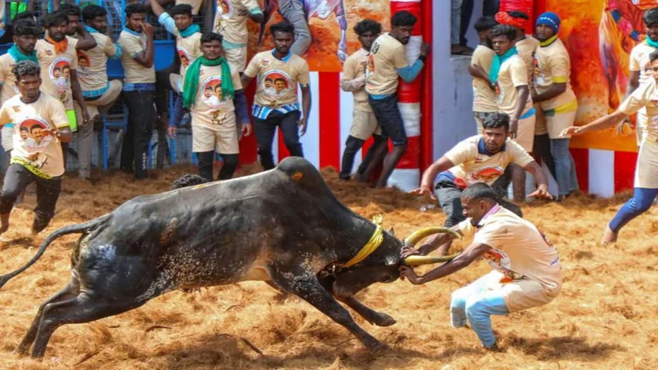 Jallikattu events leave seven dead, nearly 300 injured in Tamil Nadu
