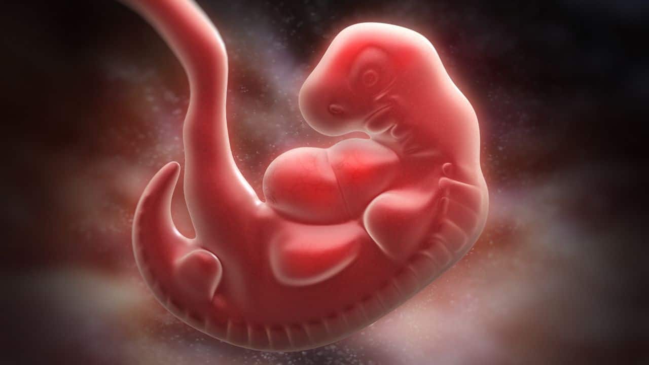 Prehistoric time capsule: Perfectly preserved 70-million-year-old ...