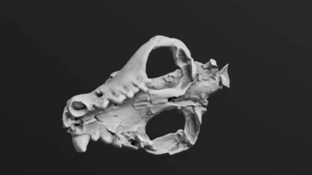 Nearly complete skull of 30-million-year-old apex predator found in Egypt