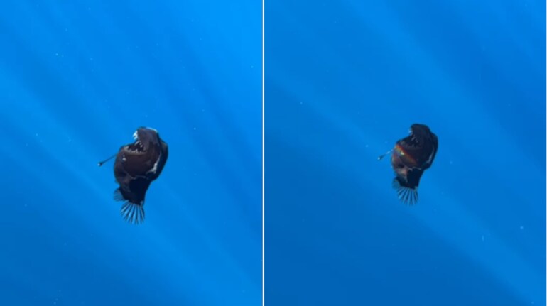 Elusive deep-sea predator, the black seadevil spotted off Spain’s coast ...