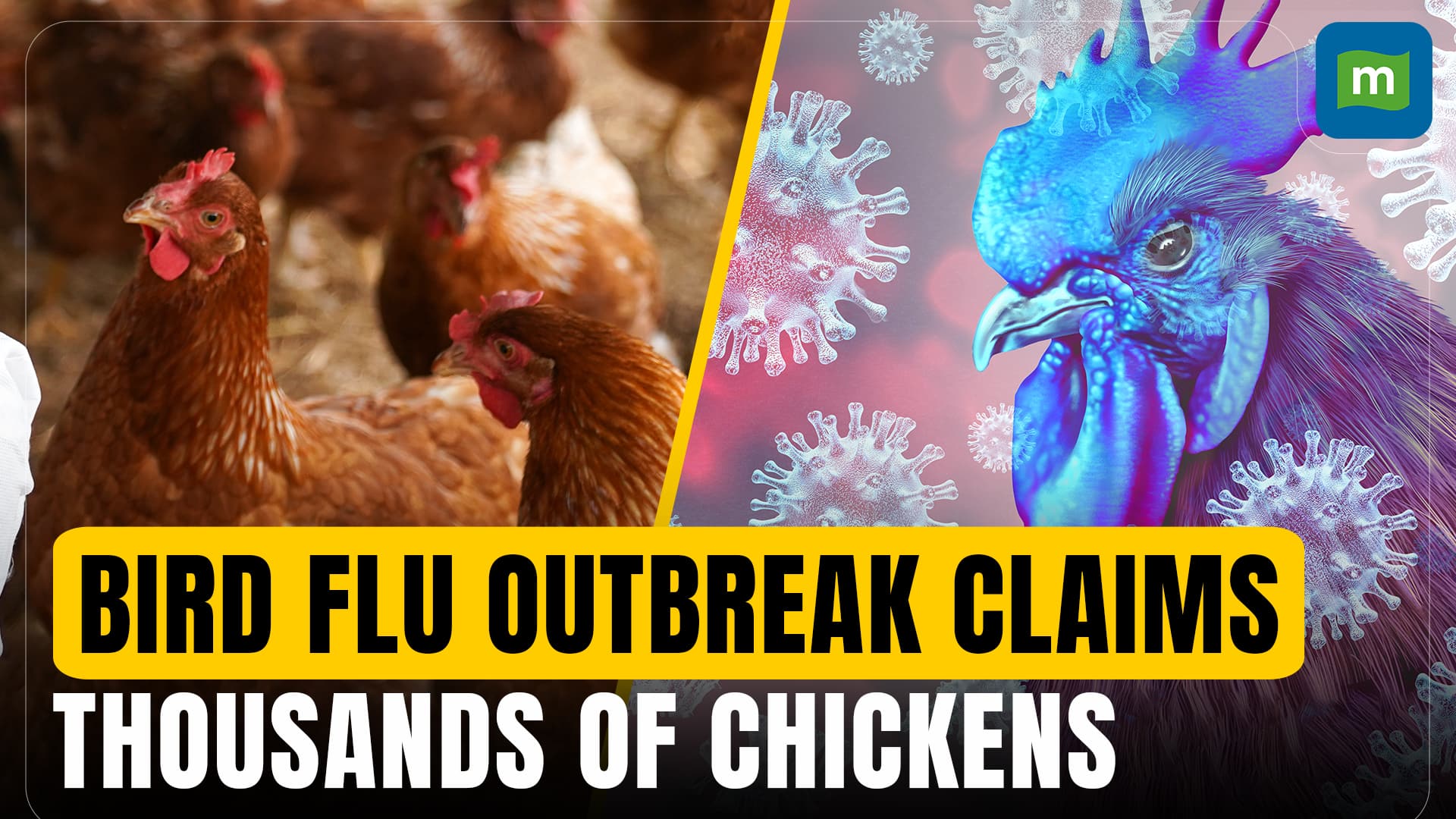 Flu outbreak claims thousands of chickens, farmer seeks government aid ...
