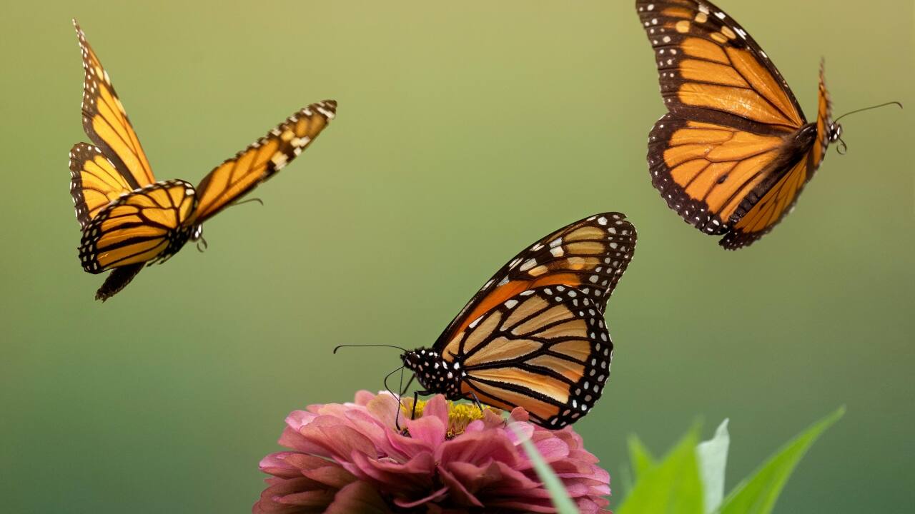 10 Must-Have Wildlife Experiences for Your March Bucket List ...