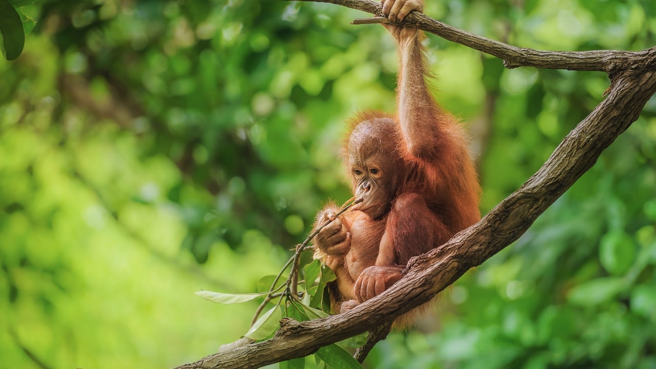 Visiting Wildlife sanctuary: 10 photography tips for beautiful photos ...