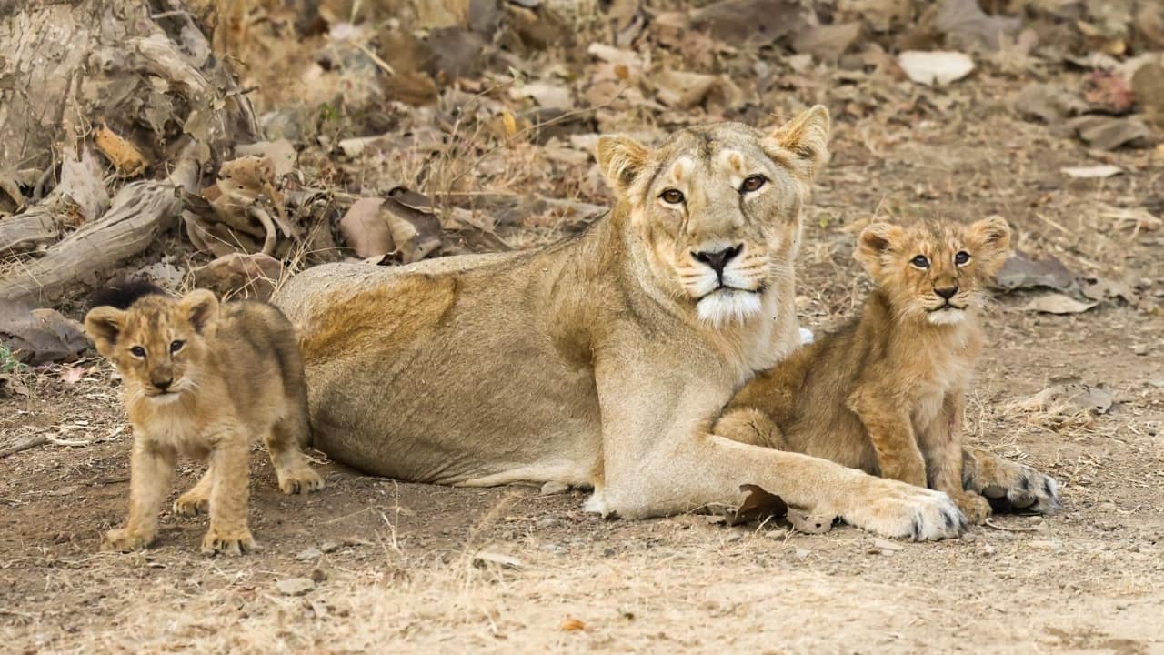Embark on an Exciting Journey to Gujarat’s Top 5 Wildlife Destinations