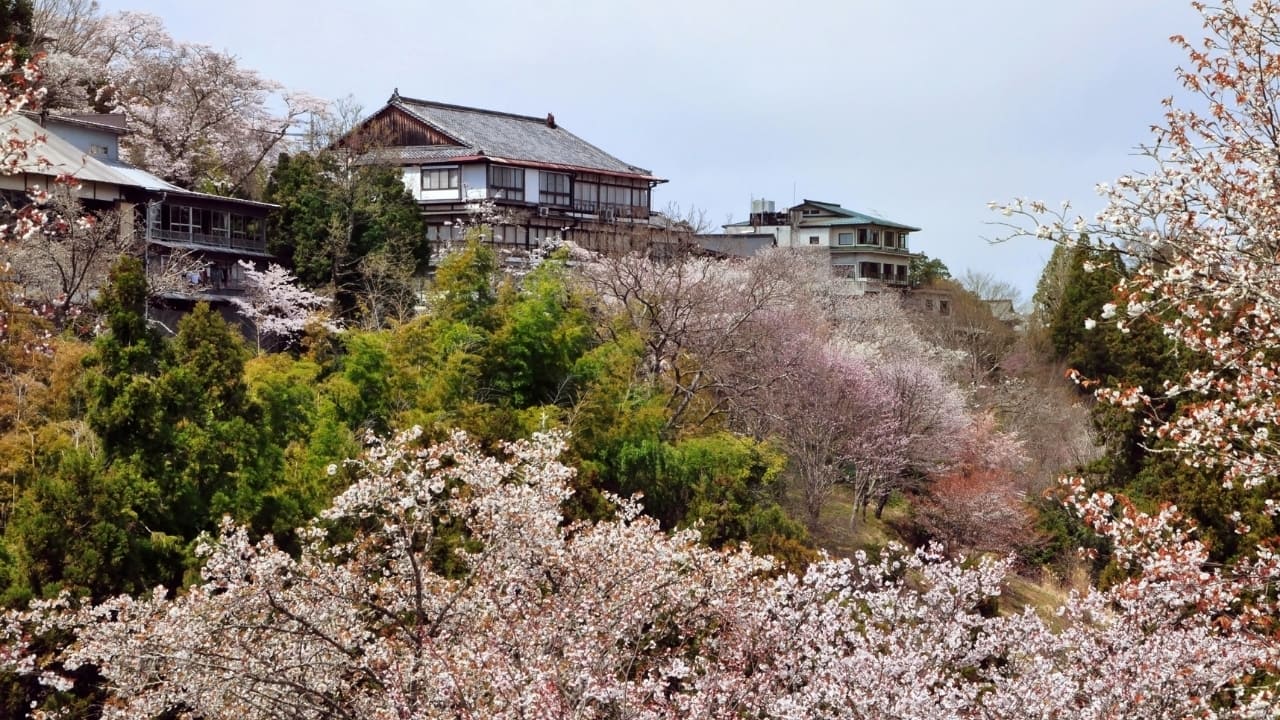 From Japan to India: 10 Stunning Cherry Blossom Destinations in Asia