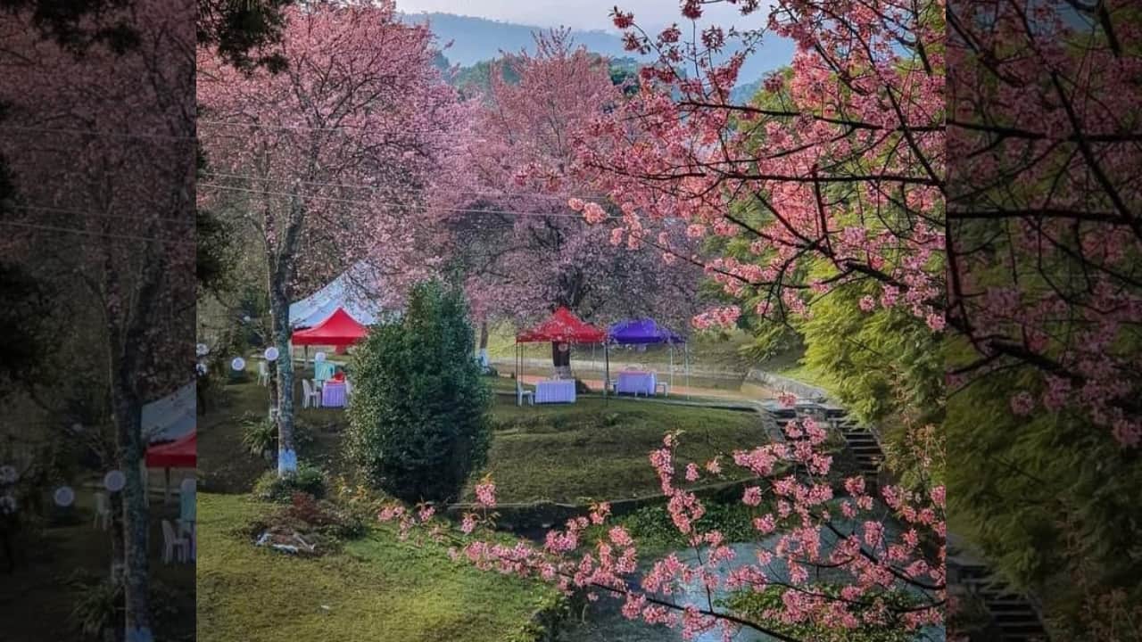 From Japan to India: 10 Stunning Cherry Blossom Destinations in Asia