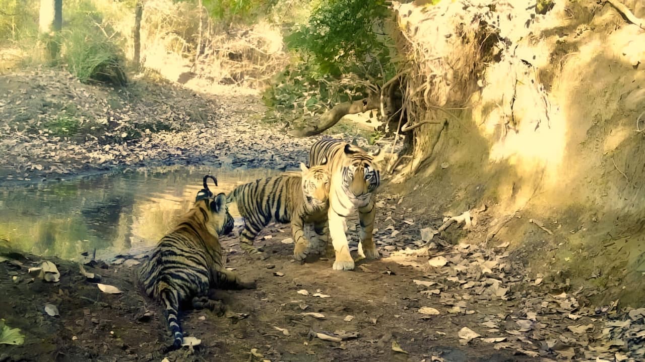 Madhav National Park Becomes India’s 58th Tiger Reserve – A New ...