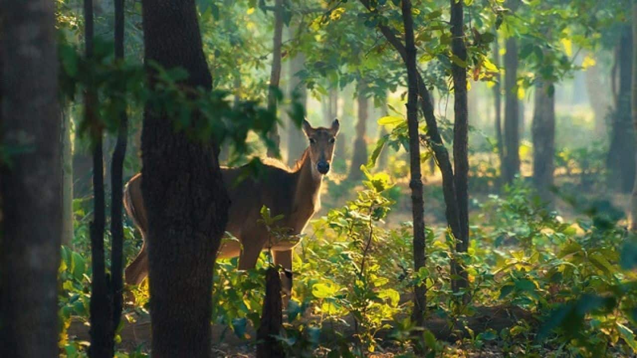 9 Must-Visit National Parks in Madhya Pradesh for Wildlife Lovers ...