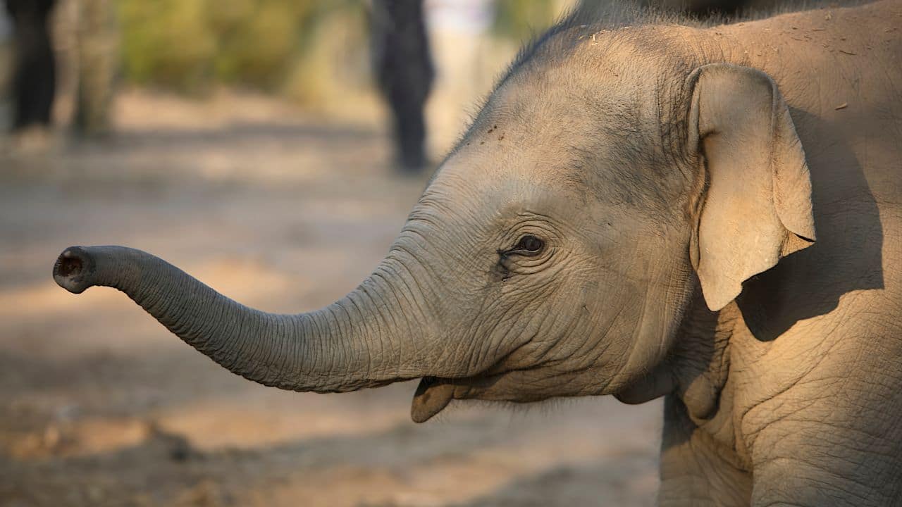 9 Must-Visit National Parks in Madhya Pradesh for Wildlife Lovers ...