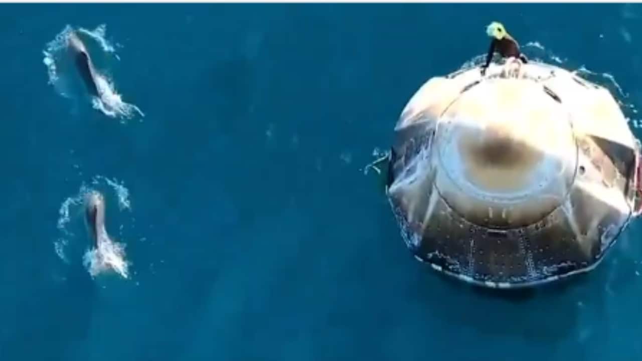'Honorary part of recovery team': When dolphins stopped by to welcome ...