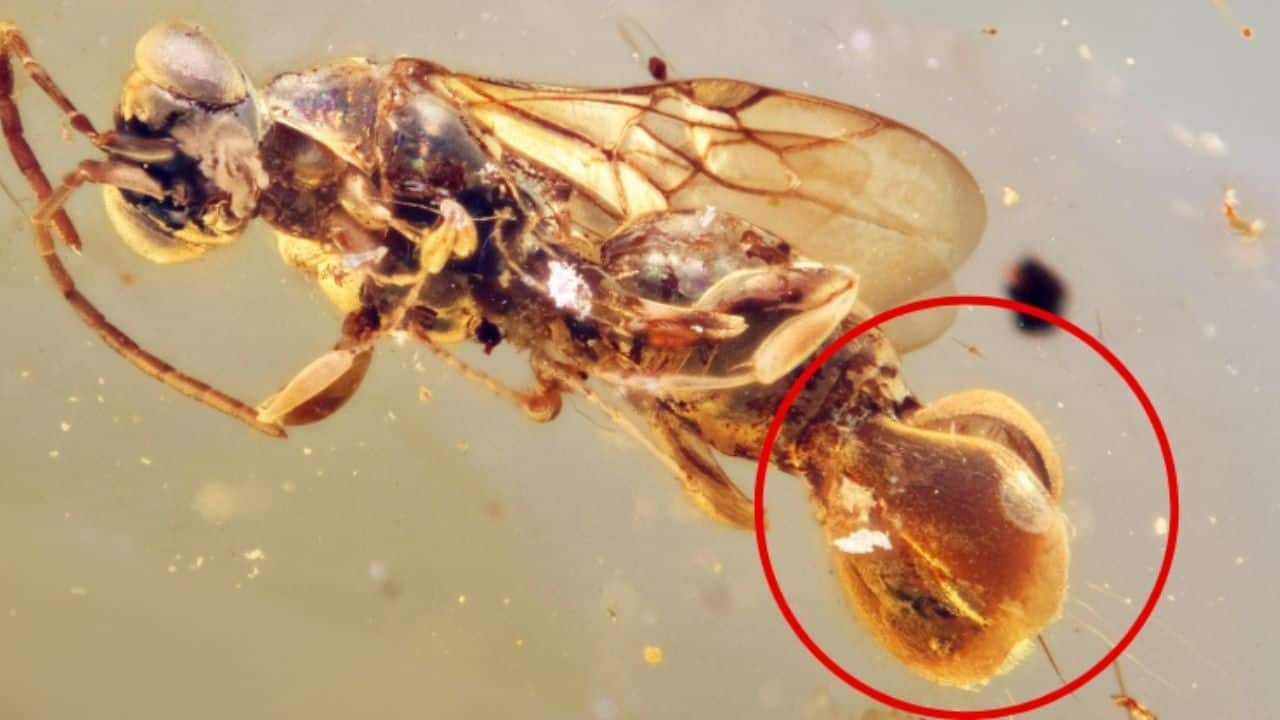 Meet Sirenobethylus charybdis: Bizarre wasp with ‘venus flytrap ...