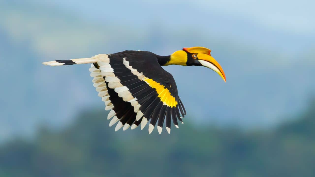 Kerala’s youngest wildlife sanctuary, Karimpuzha, surprises experts ...