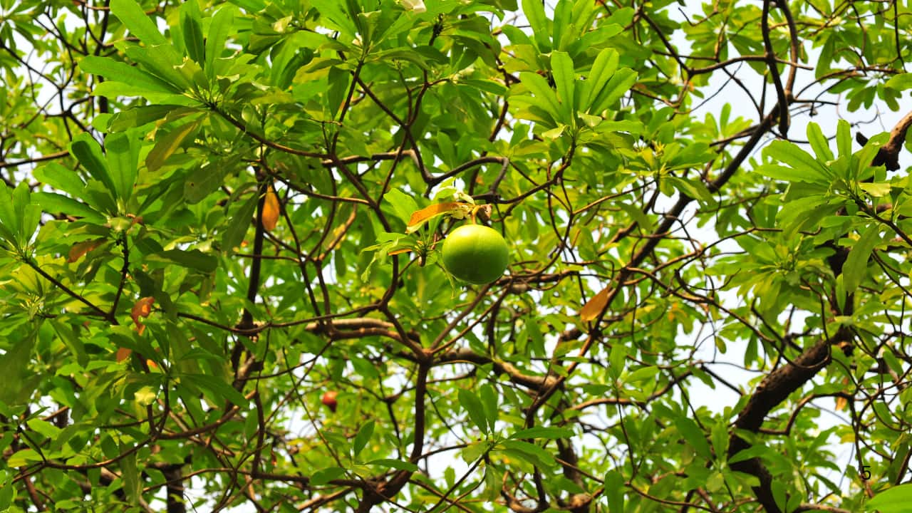 The poisonous forbidden fruit from White Lotus is real. Here's what you ...