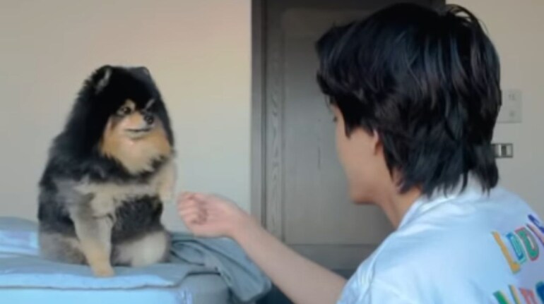 BTS V’s late dog Yeontan crowned most beloved celebrity pet in touching ...