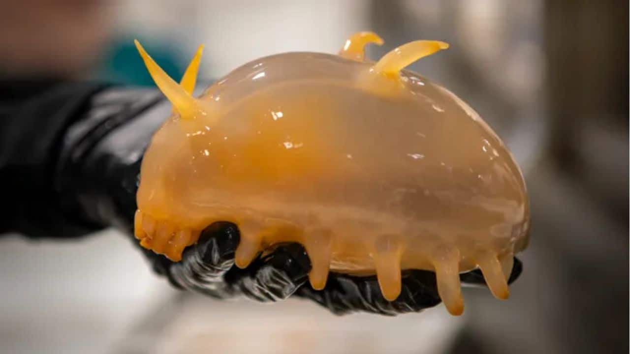 From 'sea pigs' to 'spawning butterfly': Scientists discover bizarre ... From 'sea pigs' to 'spawning butterfly': Scientists discover bizarre ...