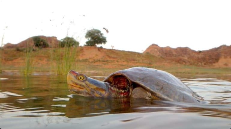 Namami Gange Mission: Red-Crowned Roofed Turtle returns to Ganga after ...