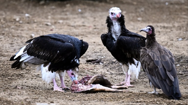123 vultures die in South Africa after eating carcass of elephant ...