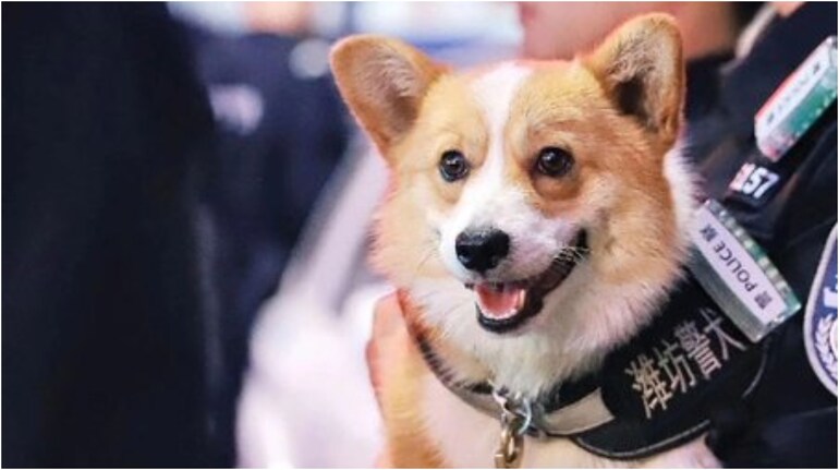 Short legs, big job: China’s police corgi, Fu Zai, wins hearts and ...