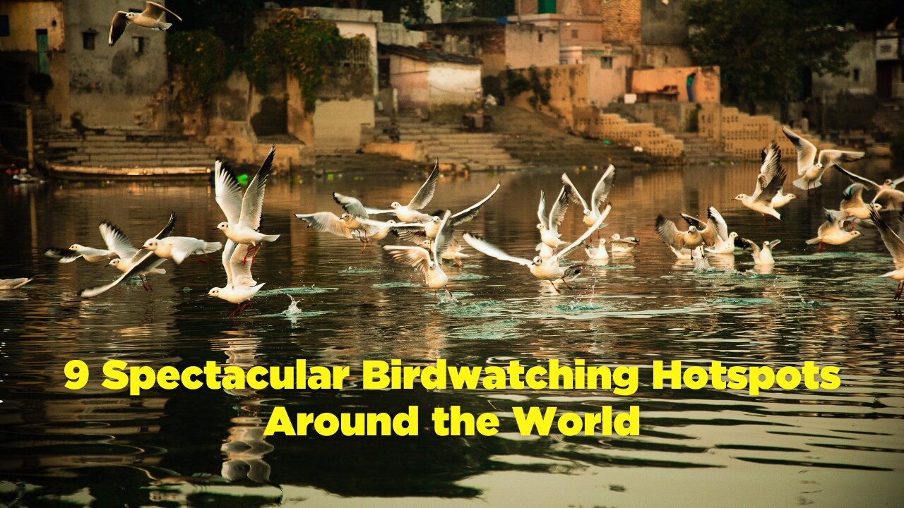 9 Spectacular Birdwatching Destinations You Need To Visit ...