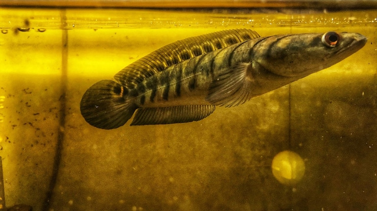 Lost for 80 years, rare Chel Snakehead fish found in India’s Himalayas ...