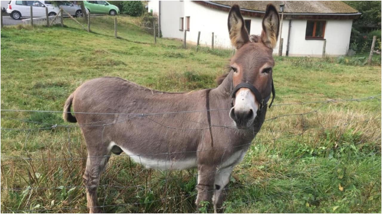 China drives Pakistan's donkey trade: Population tops 6 million amid ...