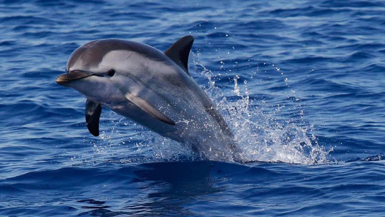 From Dolphins to Horses: Top 10 Most Friendly Animals in the World ...
