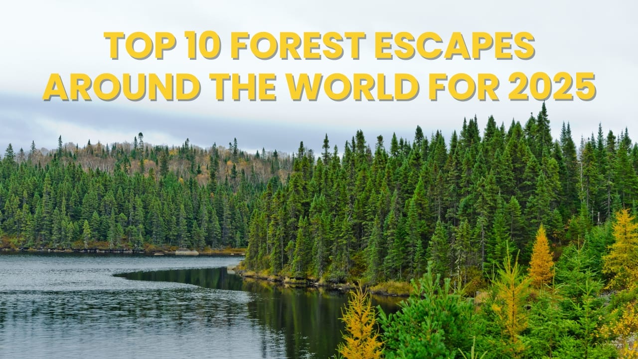 10 Beautiful Forest Destinations in the World to Explore in 2025