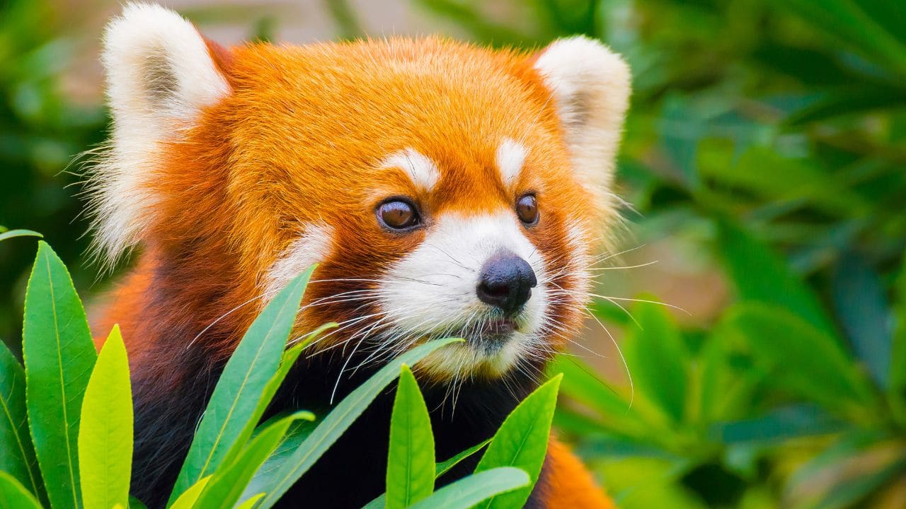 Red Panda Day 2025: 11 adorable facts about red pandas that will melt ...