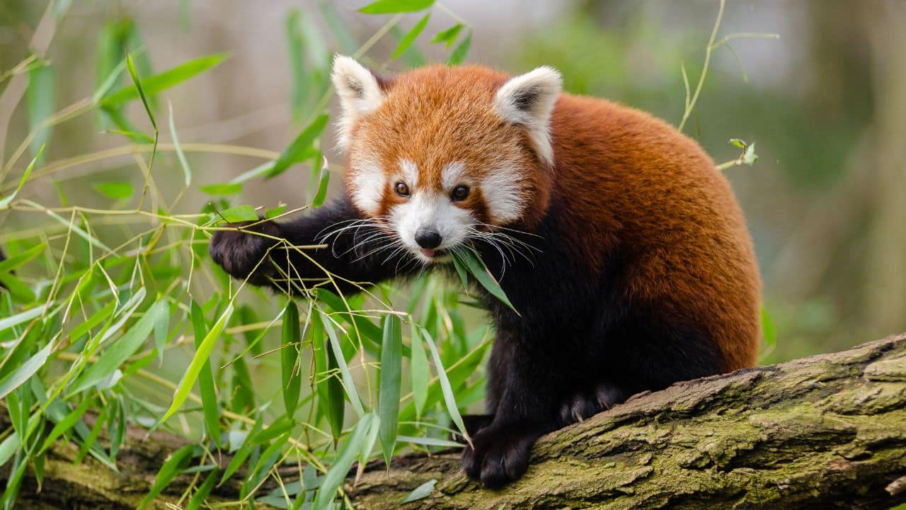 Red Panda Day 2025: 11 adorable facts about red pandas that will melt ...