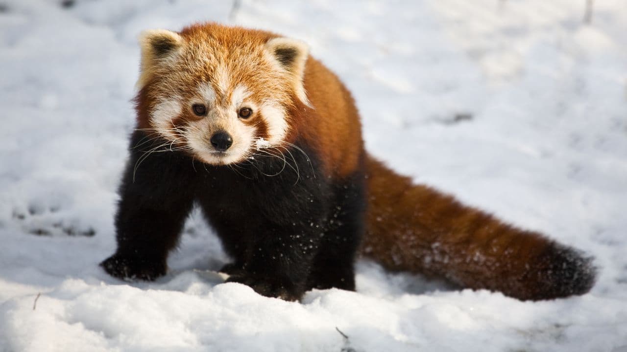 Red Panda Day 2025: 11 adorable facts about red pandas that will melt ...