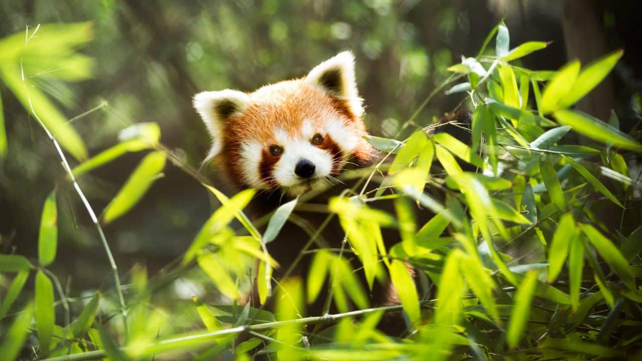 Red Panda Day 2025: 11 adorable facts about red pandas that will melt ...
