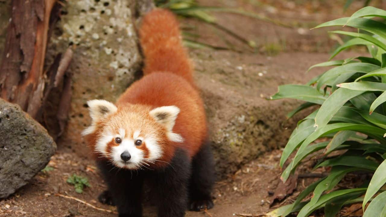 Red Panda Day 2025: 11 adorable facts about red pandas that will melt ...