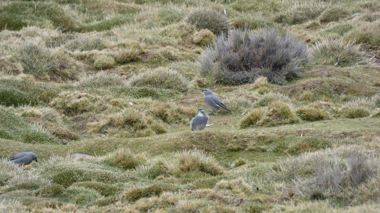 Meet the Glacier Finch: Tiny bird that builds its nest on ice ...