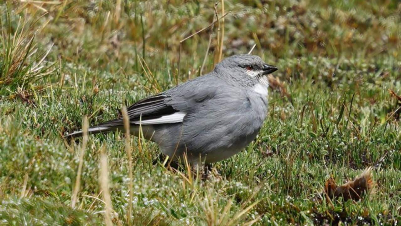 Meet Glacier Finch: A Tiny Bird That Nests in Ice