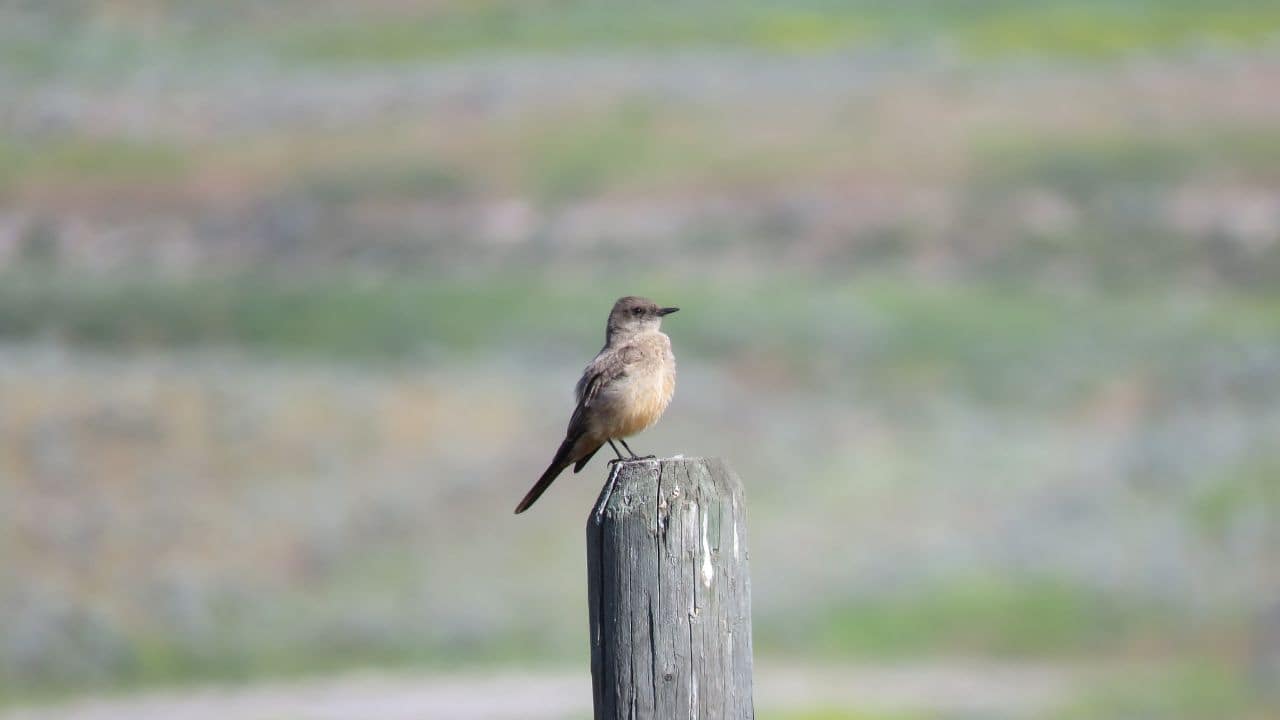 Meet Glacier Finch: A Tiny Bird That Nests in Ice