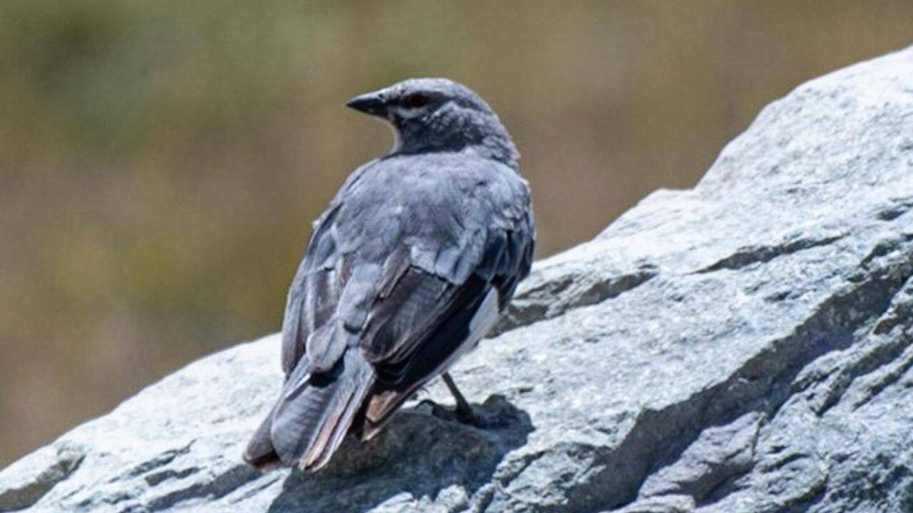 Meet Glacier Finch: A Tiny Bird That Nests in Ice