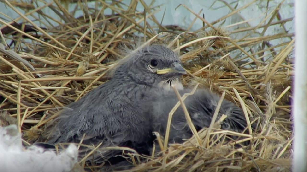 Meet Glacier Finch: A Tiny Bird That Nests in Ice