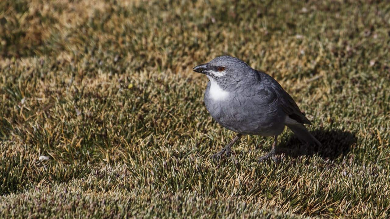 Meet Glacier Finch: A Tiny Bird That Nests in Ice