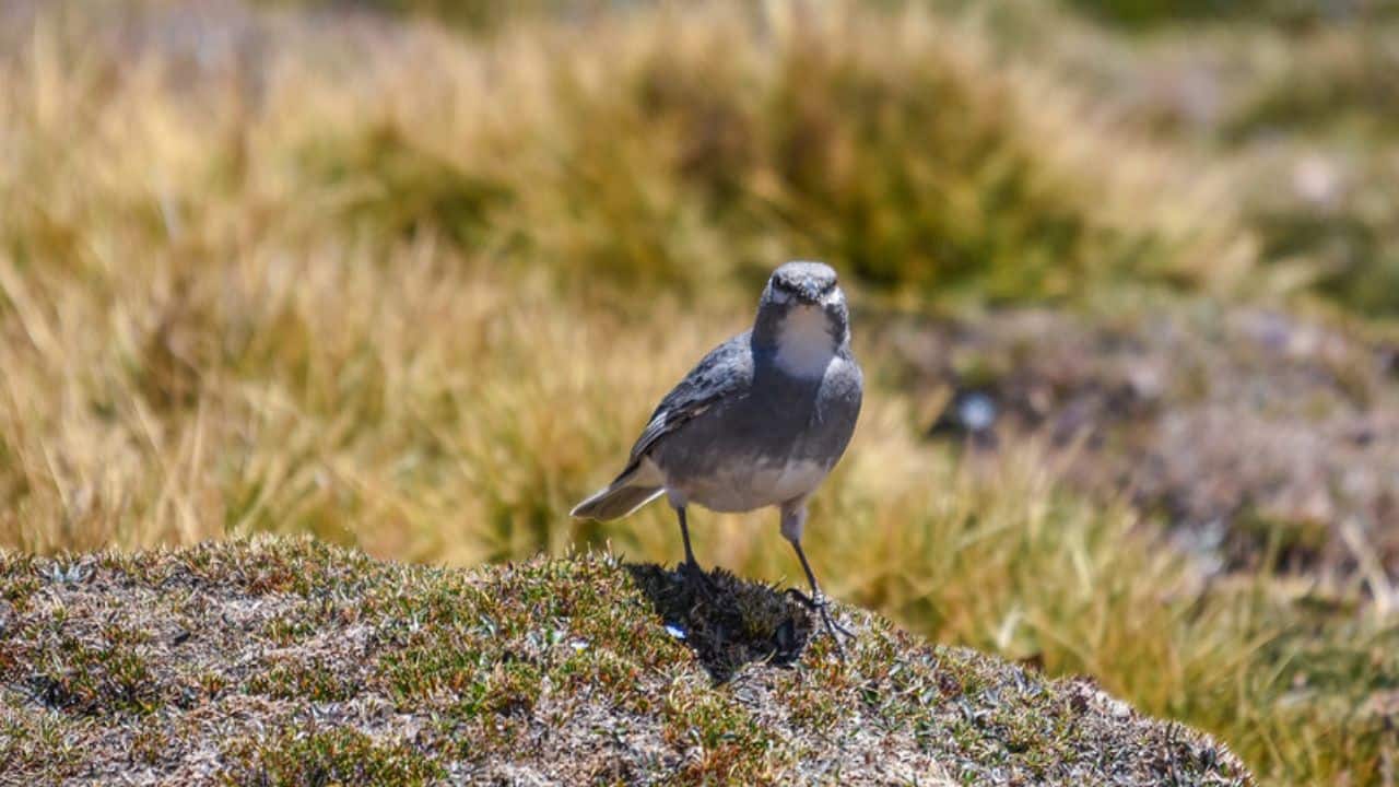 Meet Glacier Finch: A Tiny Bird That Nests in Ice