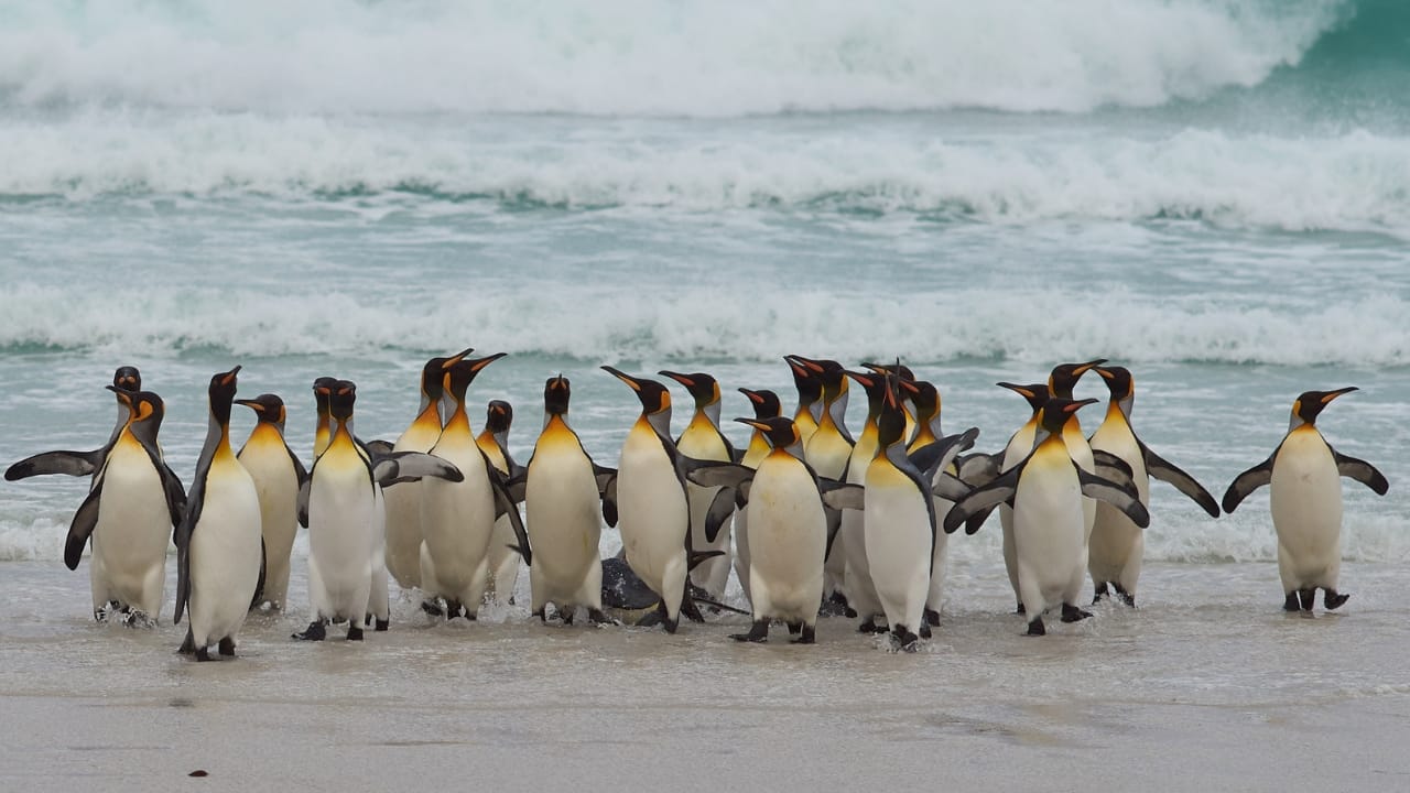 10 reasons to visit Falkland Islands - the penguin capital of the world ...