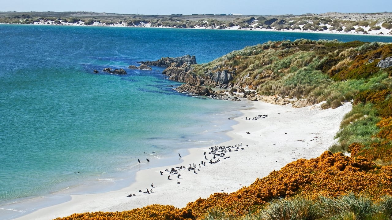 10 reasons to visit Falkland Islands - the penguin capital of the world ...