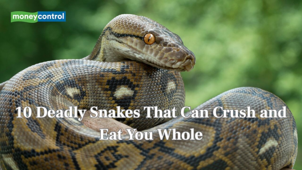 10 Deadly Snakes That Can Crush and Eat You Whole | Moneycontrol News